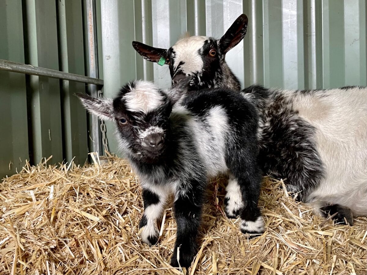 Mandean Estate Pygmy Goat Stud - Pygmy Goat Breeder Western Australia