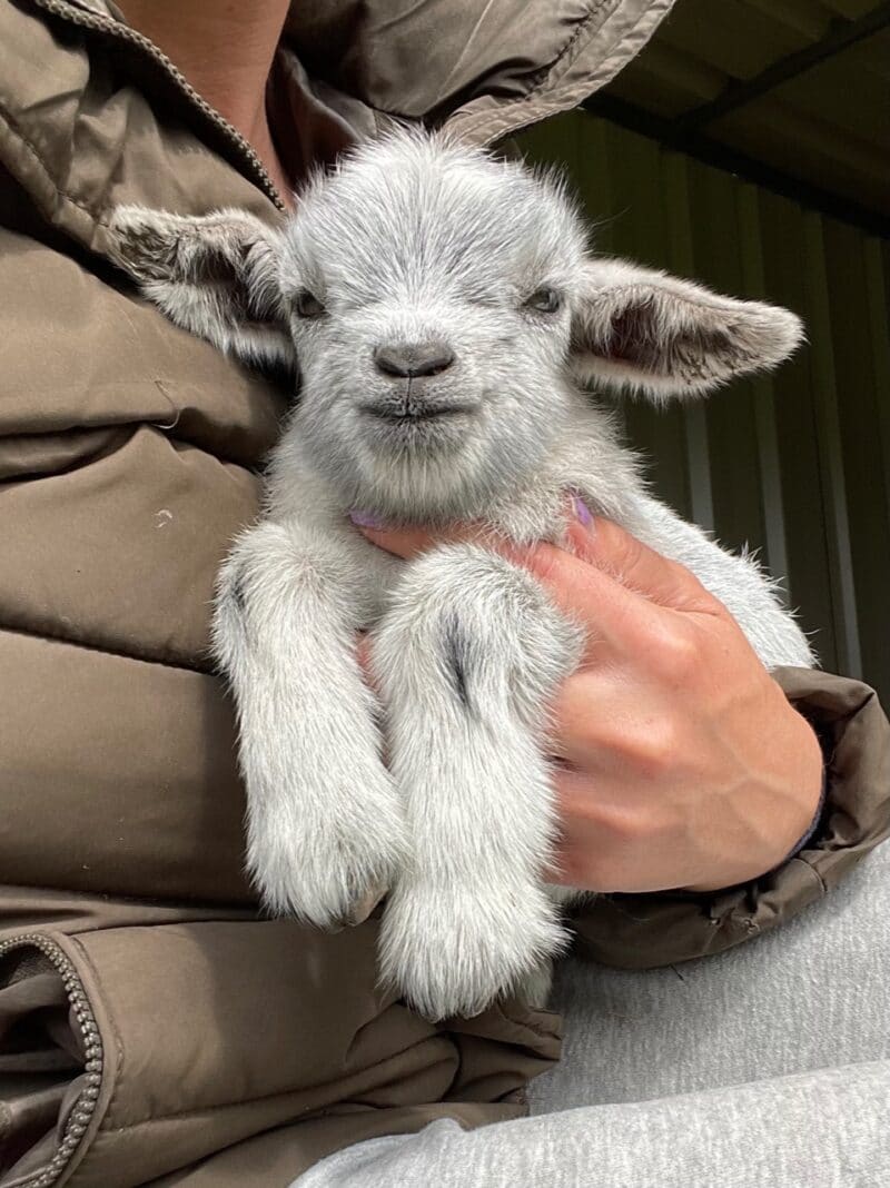 Mandean Estate Pygmy Goat Stud - Pygmy Goat Breeder Western Australia
