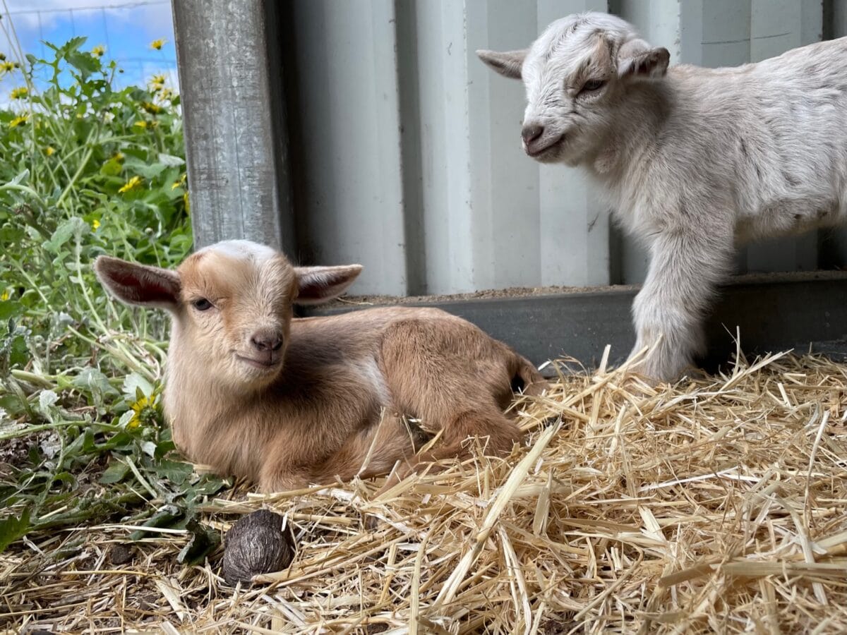 Mandean Estate Pygmy Goat Stud - Pygmy Goat Breeder Western Australia