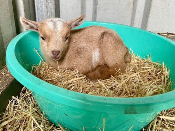 Mandean Estate Pygmy Goat Stud - Pygmy Goat Breeder Western Australia