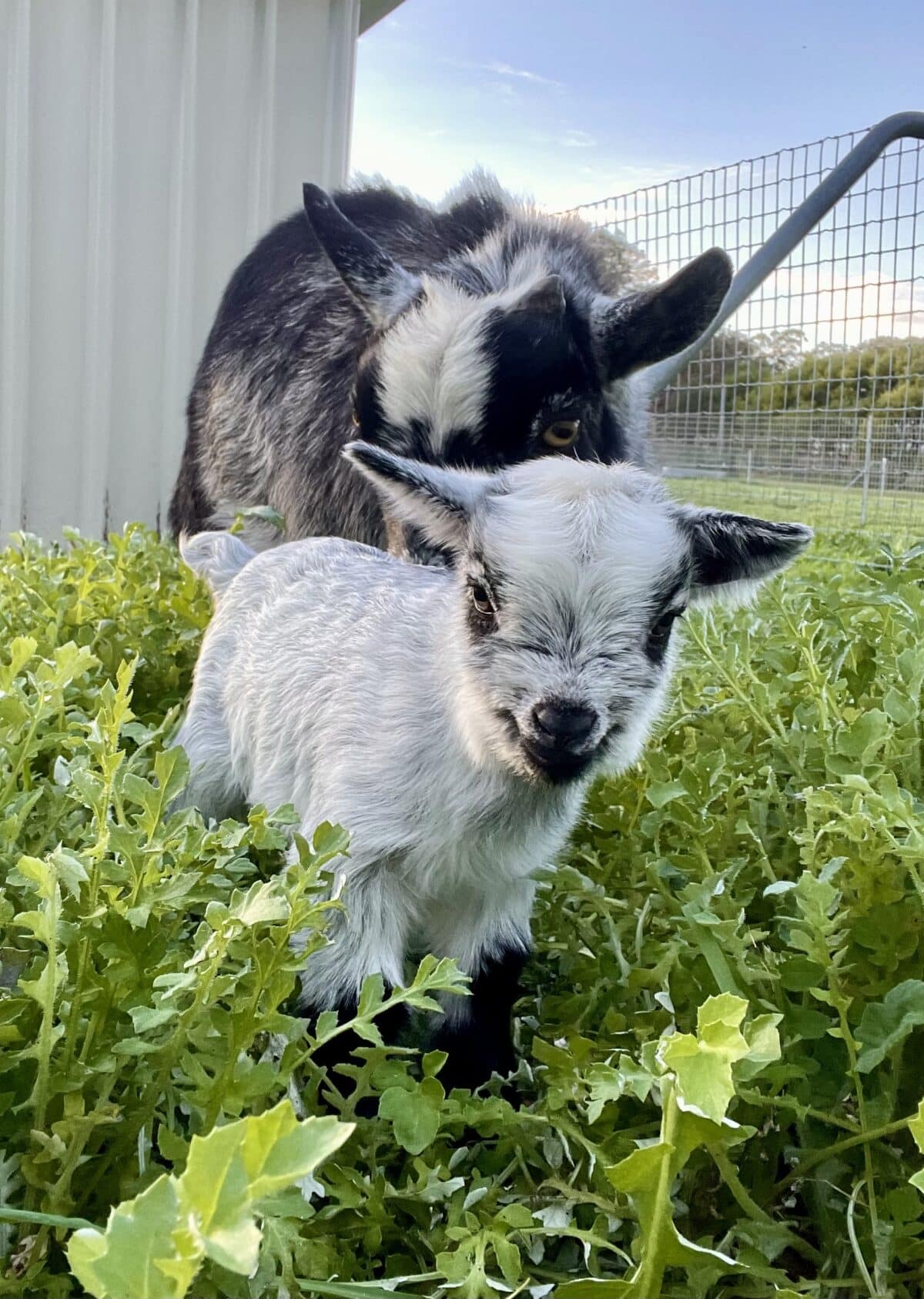 Mandean Estate Pygmy Goat Stud - Pygmy Goat Breeder Western Australia
